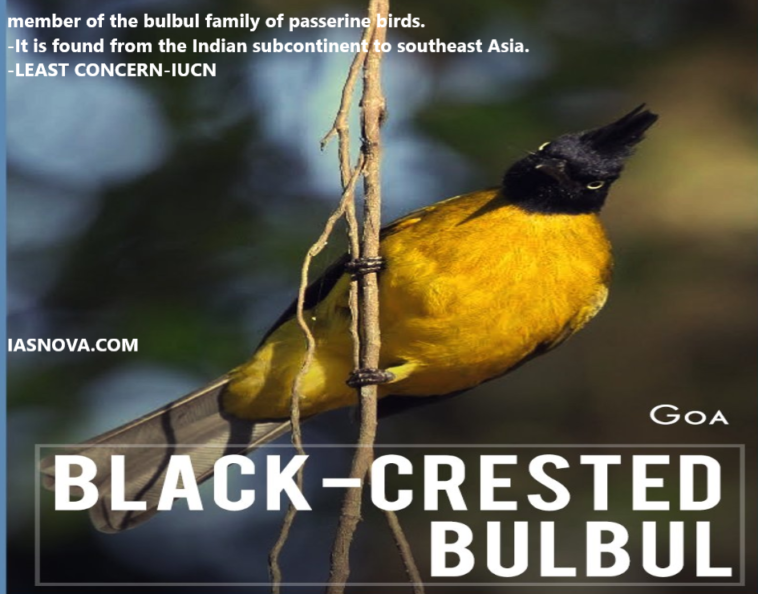 LIST OF STATE BIRDS AND ENDANGERED BIRDS IN INDIA – IAS NOVA