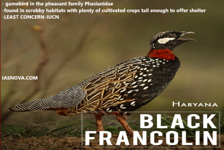 LIST OF STATE BIRDS AND ENDANGERED BIRDS IN INDIA - IAS NOVA