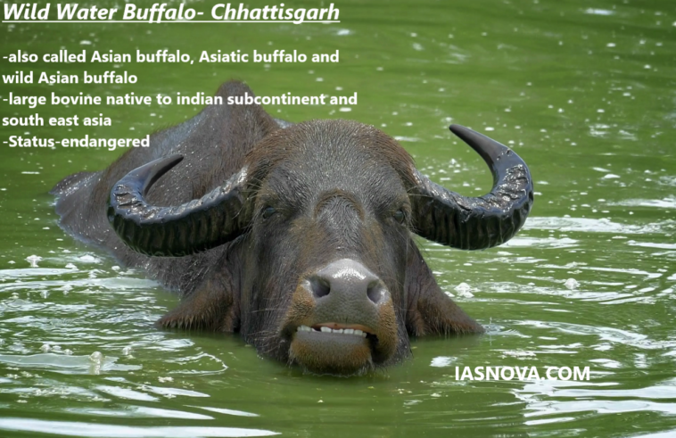 List of Endangered and State Animals of India – IAS NOVA