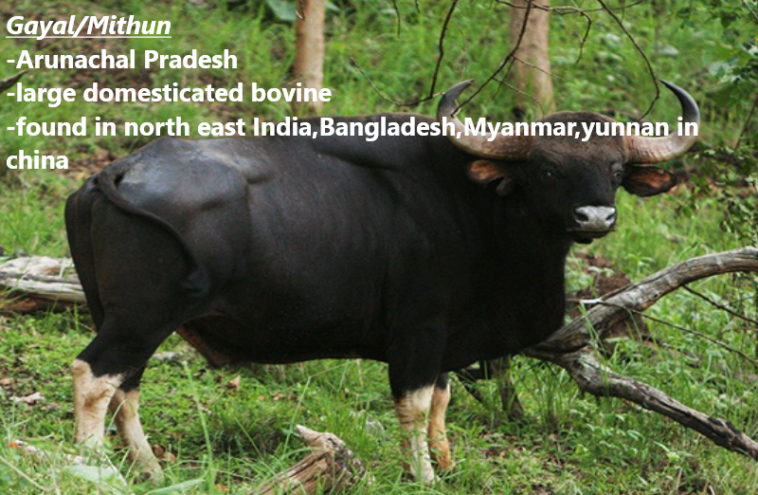 List of Endangered and State Animals of India – IAS NOVA