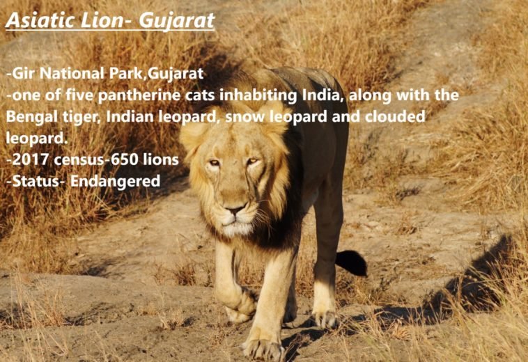 List of Endangered and State Animals of India – IAS NOVA