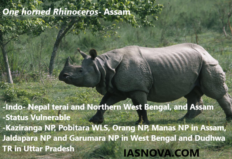 List of Endangered and State Animals of India – IAS NOVA