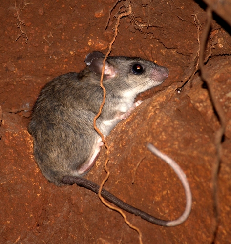 CRITICALLY ENDANGERED MAMMALS IN INDIA - IAS NOVA