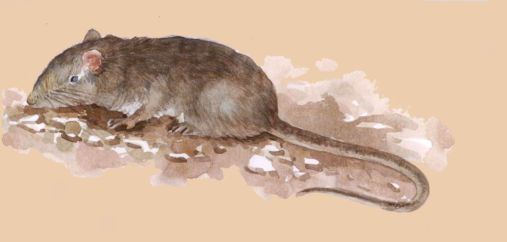 CRITICALLY ENDANGERED MAMMALS IN INDIA - IAS NOVA